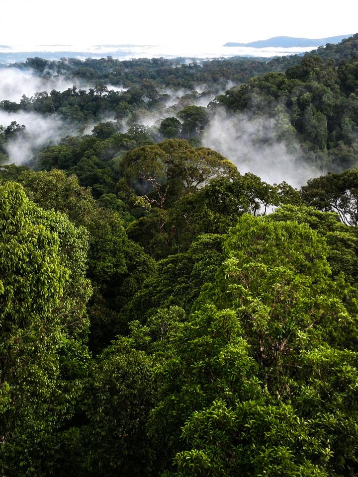 The Bornean Rainforests [IMAGE] | EurekAlert! Science News Releases