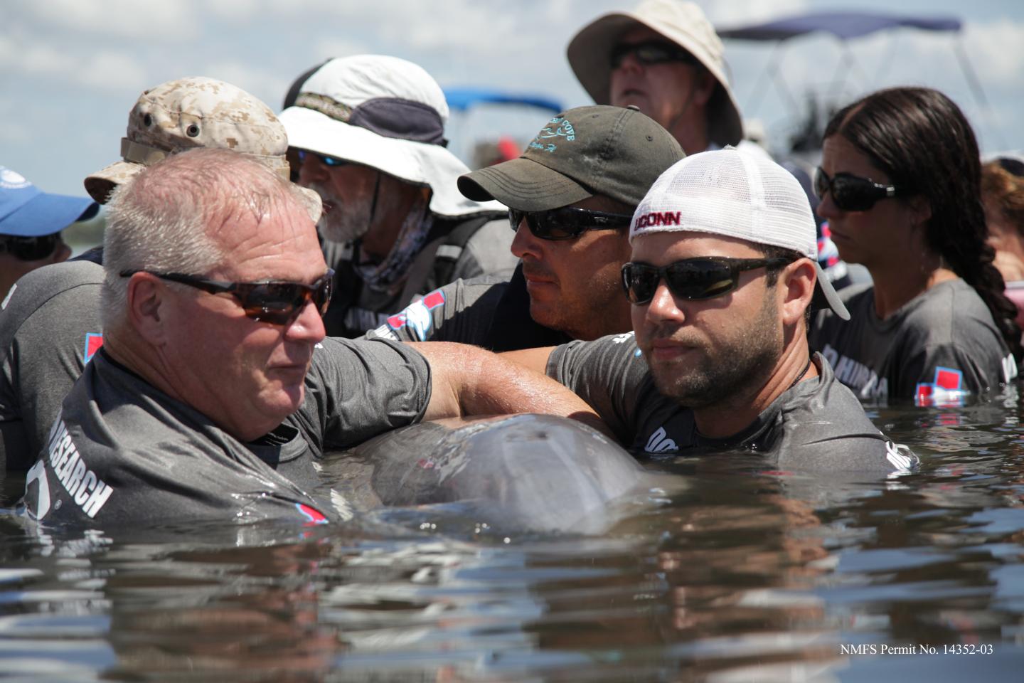 Dolphin Research in Water [IMAGE] | EurekAlert! Science News Releases