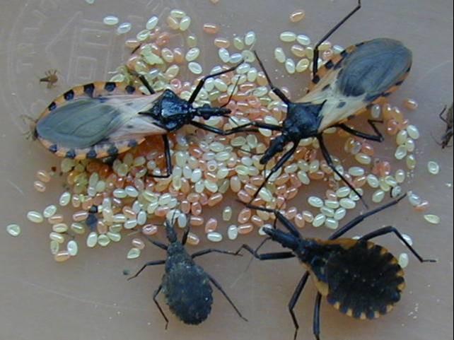 Bug guts shed light on Central America Chagas | EurekAlert!