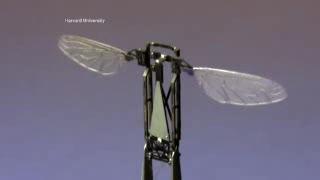RoboBees: Design Poses Intriguing Engineering | EurekAlert!