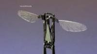 RoboBees: Design Poses Intriguing Engineering | EurekAlert!