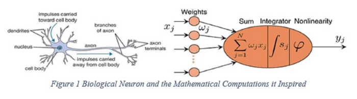 Biological Neural Network