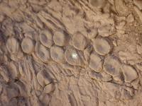 Giant kraken lair discovered | EurekAlert!