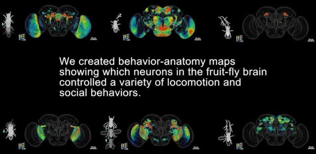 Mapping behavior in the fruit fly brain | EurekAlert!