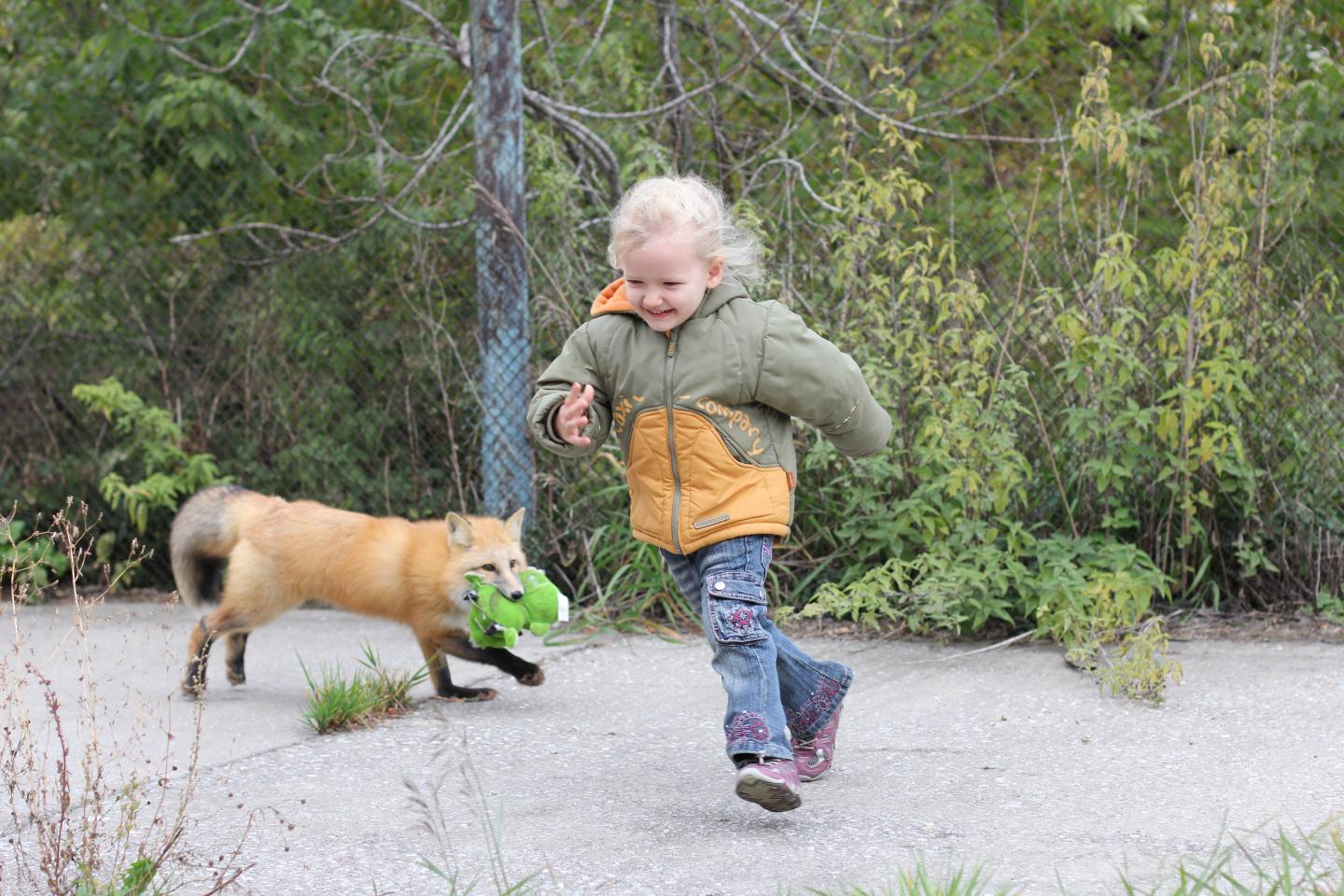 Sequenced fox genome hints at genetic basis o | EurekAlert!