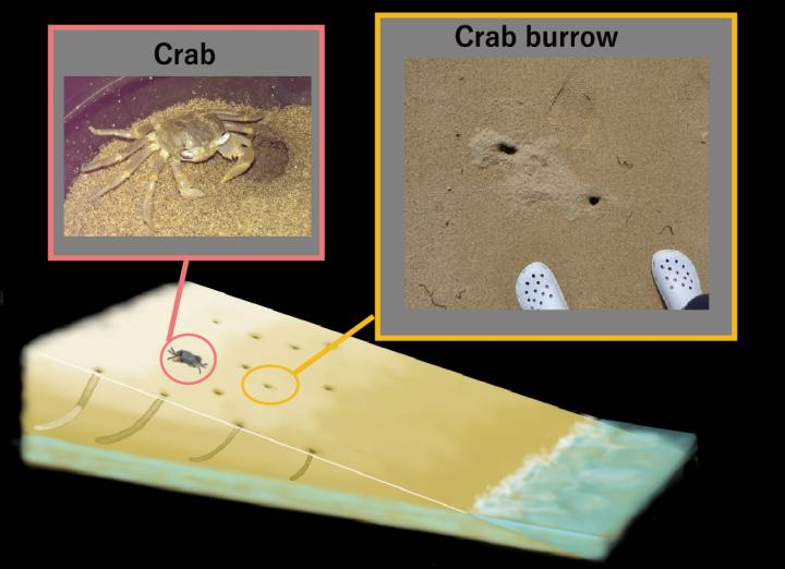Research reveals secret shared by comets and | EurekAlert!