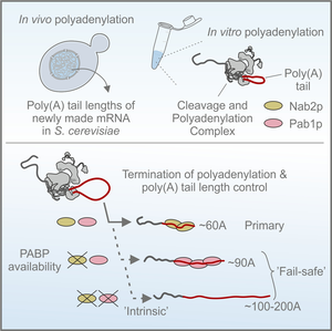 Three-layered control of mRNA tails | EurekAlert!