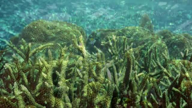 New study found ocean acidification may be im | EurekAlert!