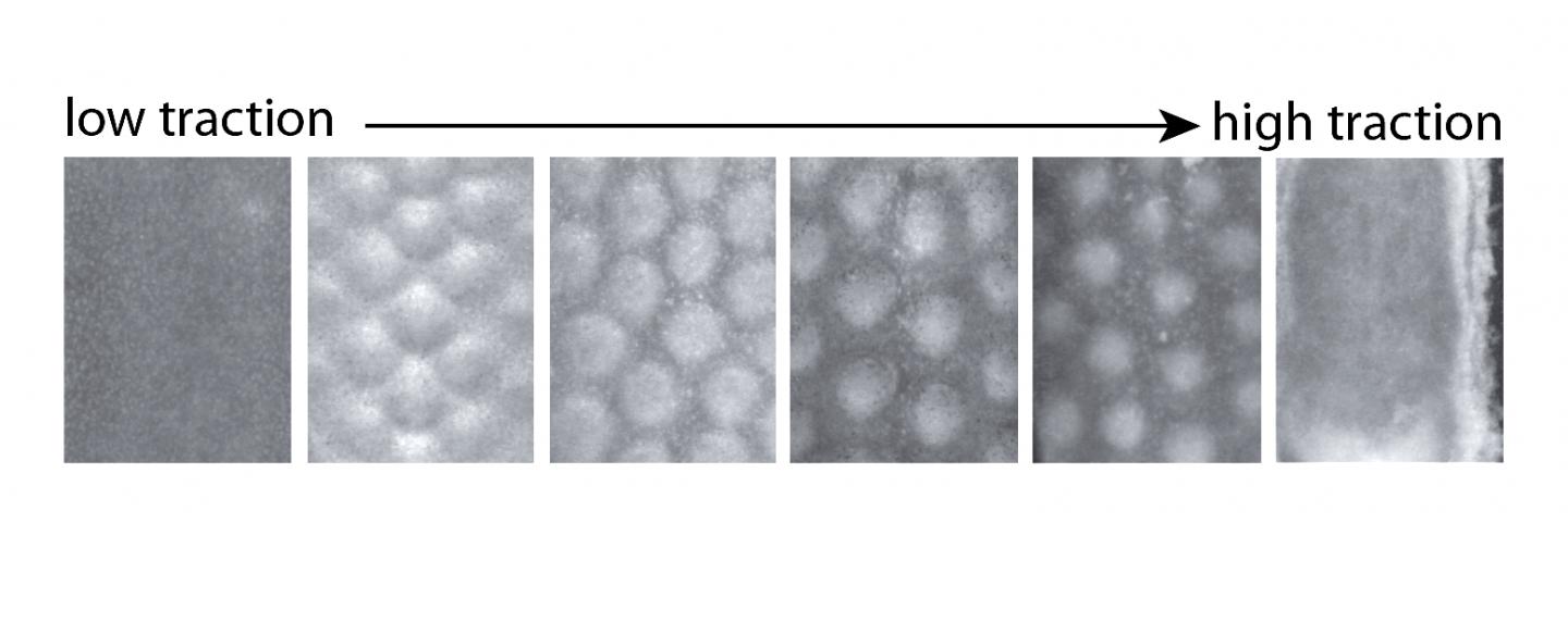 Patterns on Chicken Skin [IMAGE] | EurekAlert! Science News Releases