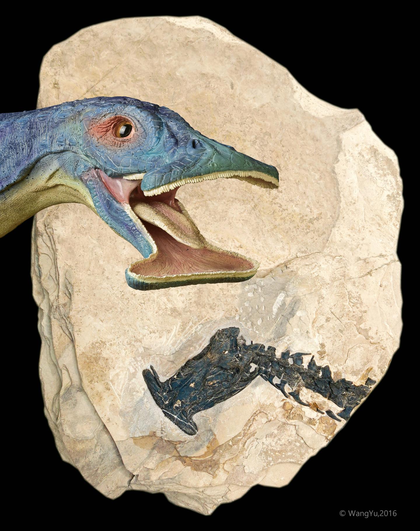 Fossils Reveal 'Hammerhead' That Helped Trias | EurekAlert!
