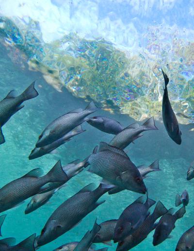 Gray Snapper [IMAGE] | EurekAlert! Science News Releases