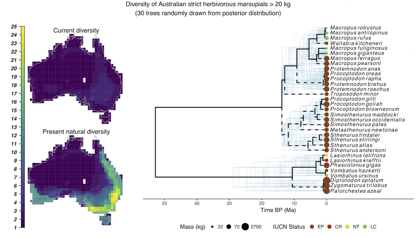 Australian Megafauna [IMAGE] | EurekAlert! Science News Releases