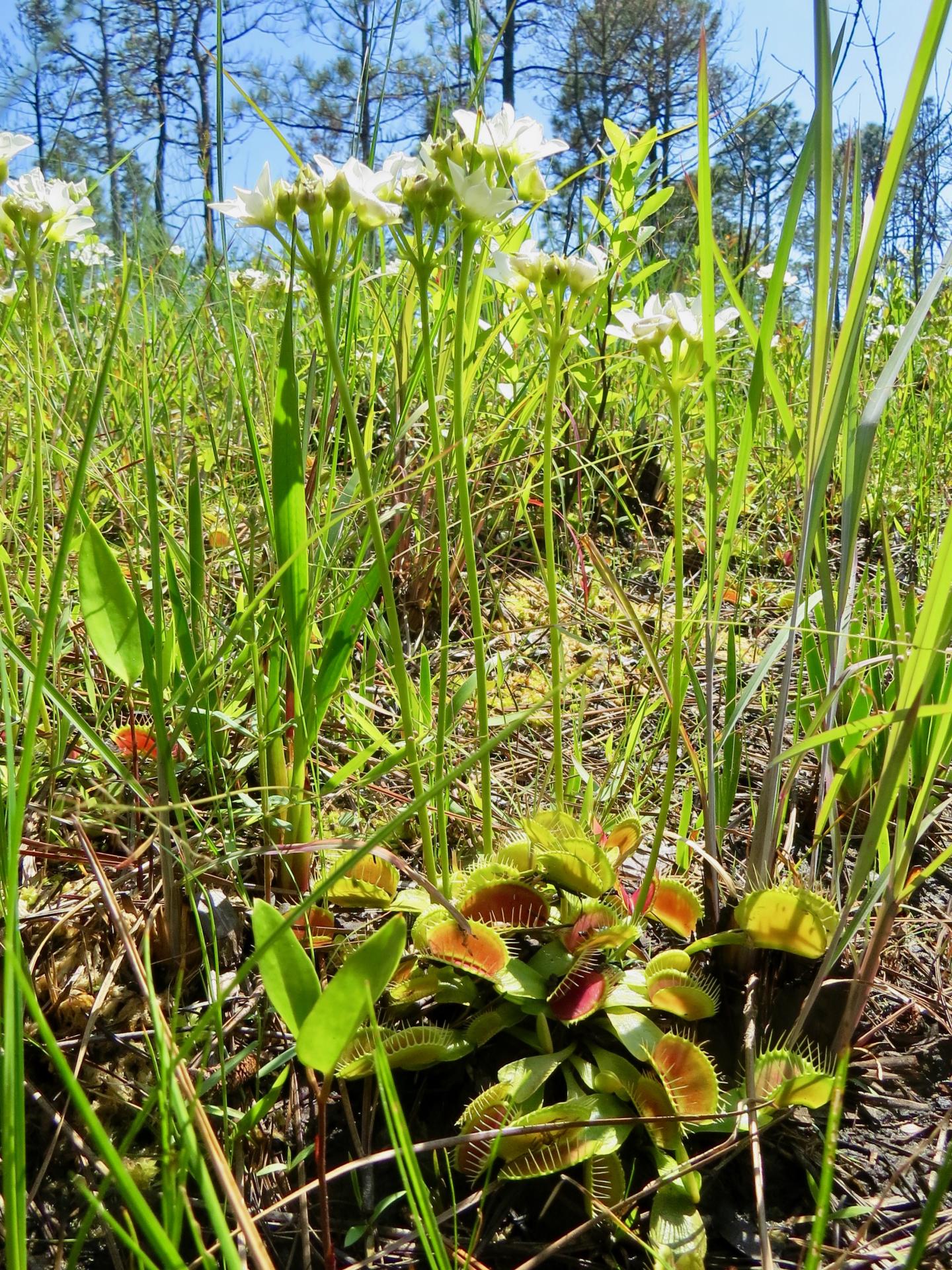 Venus Flytraps in Their Native [IMAGE] | EurekAlert! Science News Releases