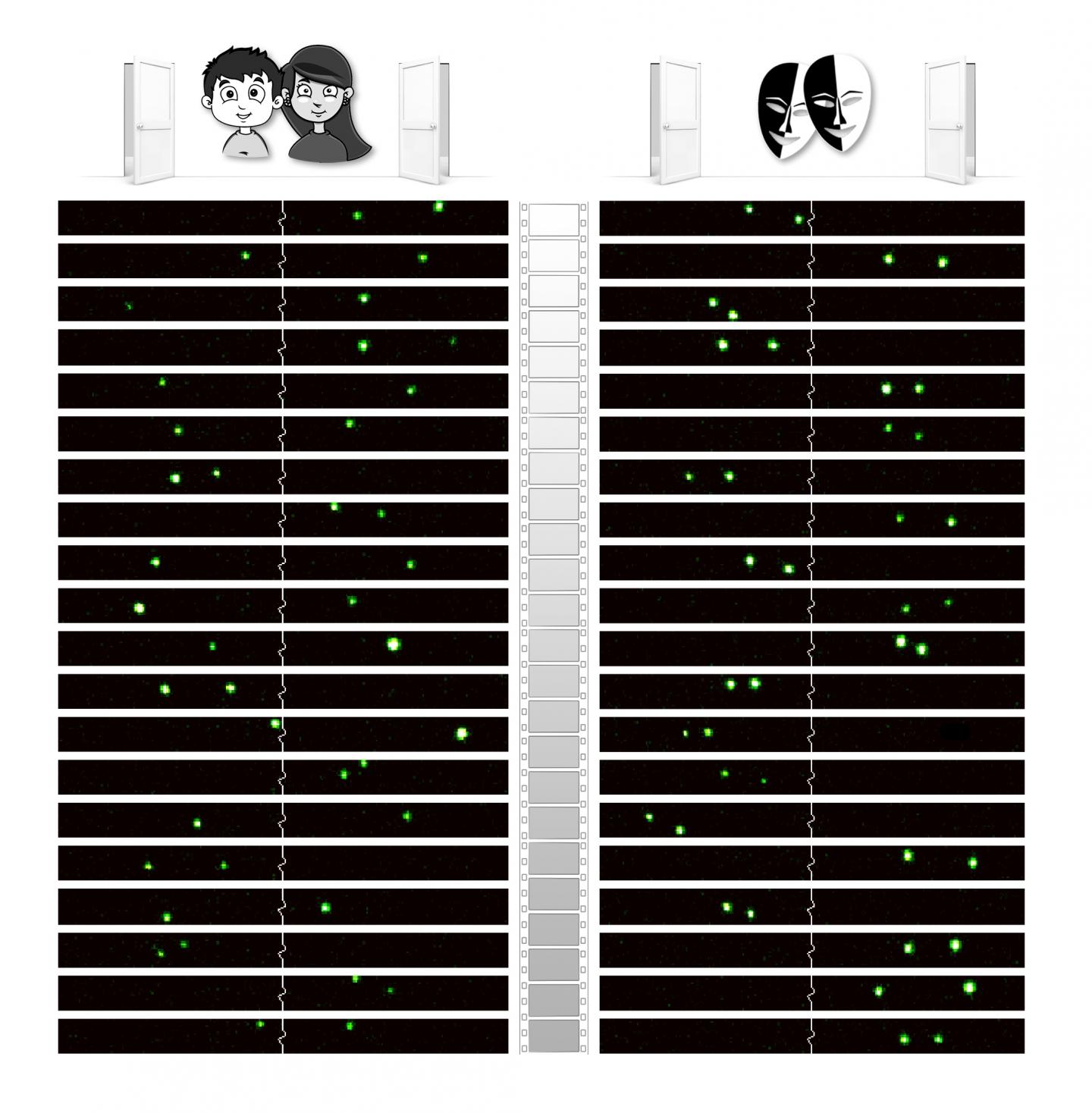 Distinguishable (Left) and Ind [IMAGE] | EurekAlert! Science News Releases