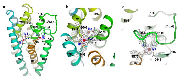 close-up details of zinc trans [IMAGE] | EurekAlert! Science News Releases
