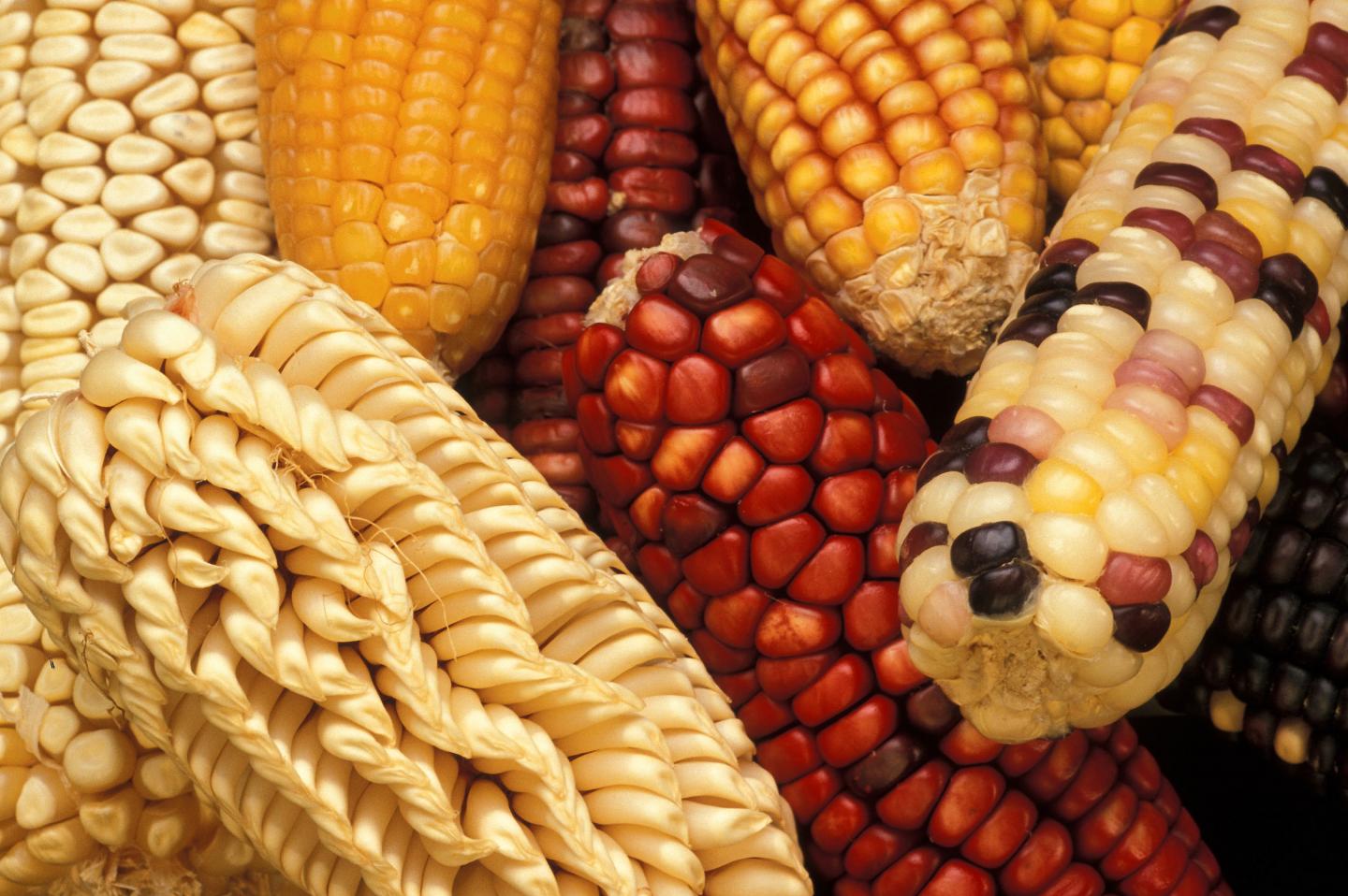 Maize Diversity [IMAGE] | EurekAlert! Science News Releases