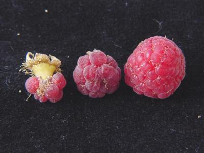 Pollinator-2 Raspberry [IMAGE] | EurekAlert! Science News Releases