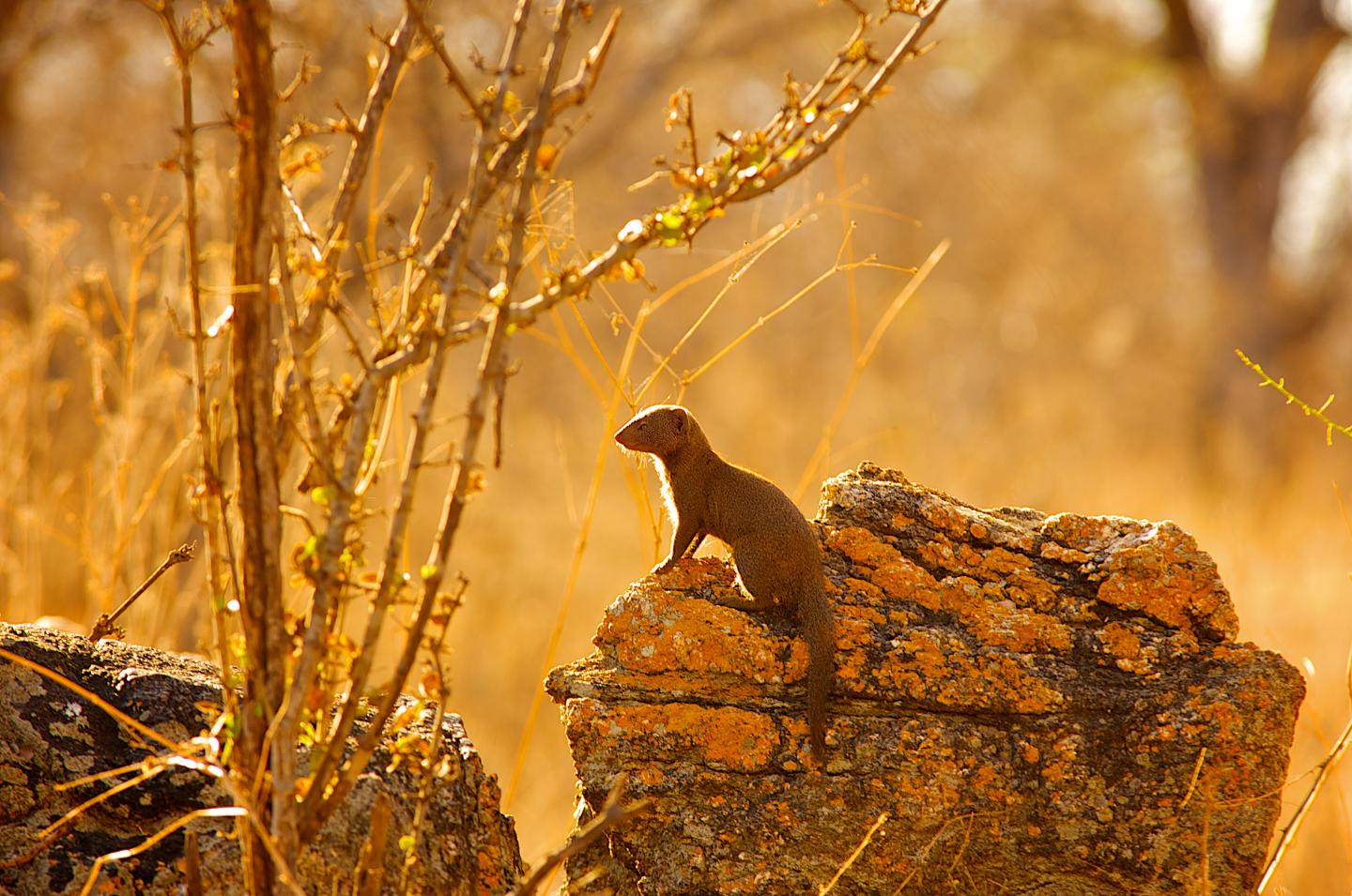 Mongooses recall cooperation to reciprocate i | EurekAlert!