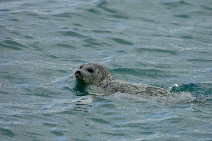 Food for seals and other Arctic predators is | EurekAlert!