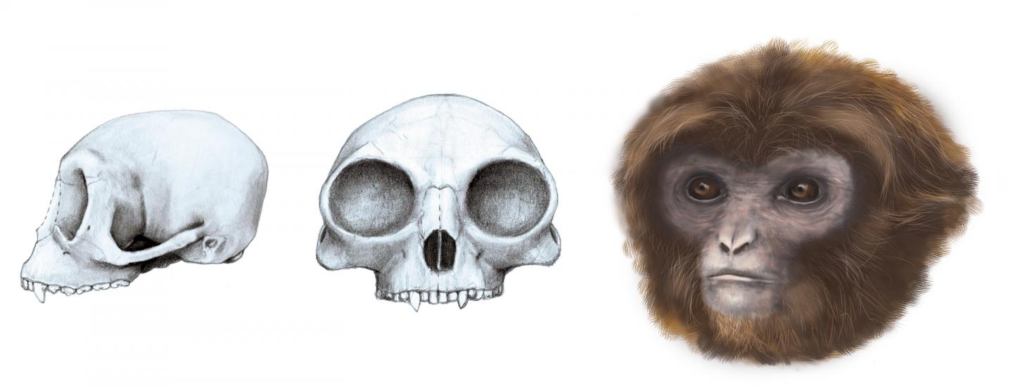 Fossil Could Redefine Evolutionary Split Betw | EurekAlert!