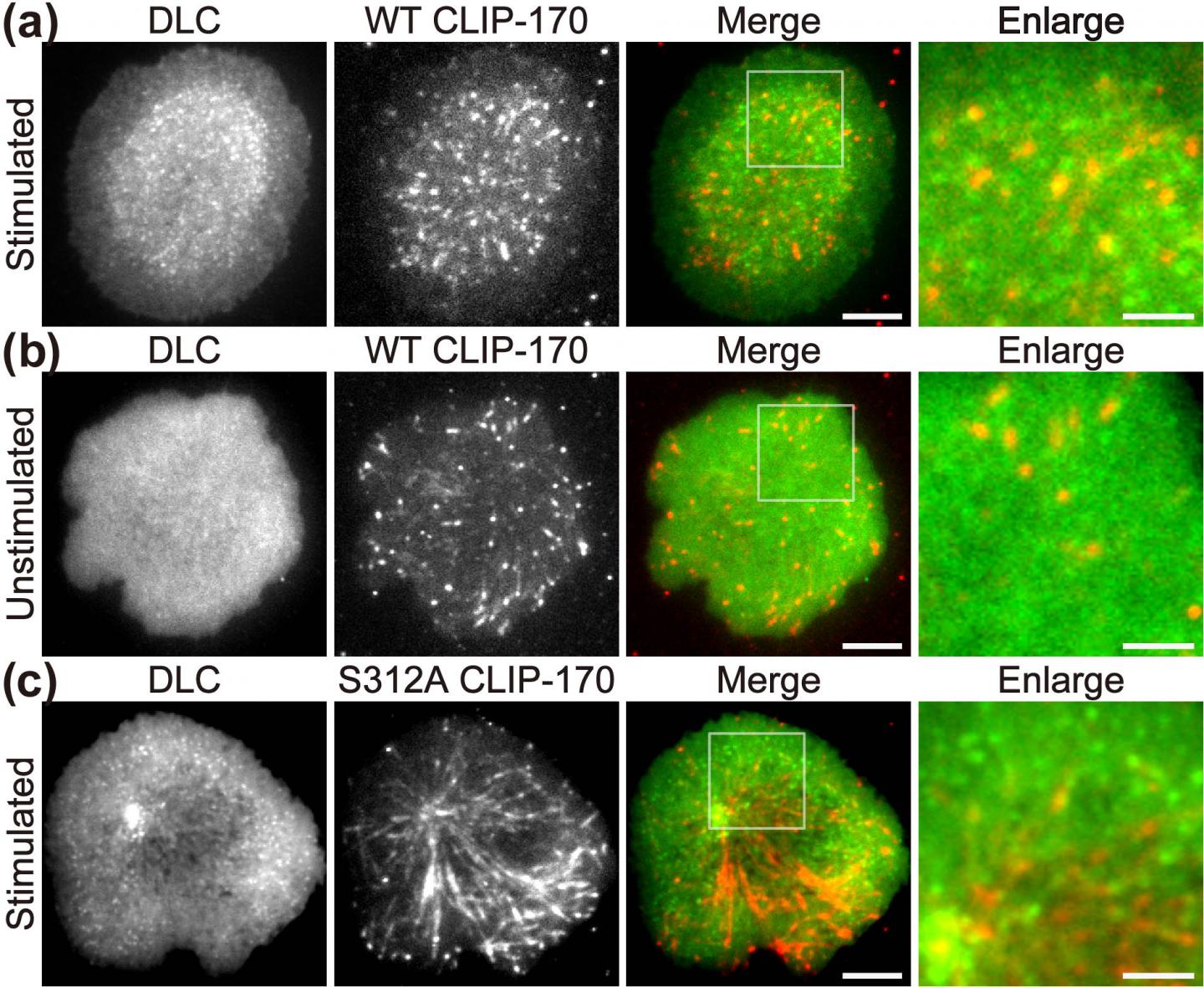 Figure 1. CLIP-170 Phosphoryla [IMAGE] | EurekAlert! Science News Releases