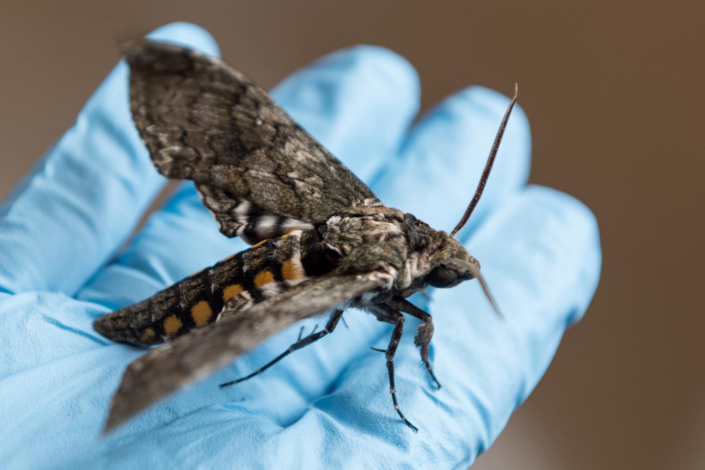 Night Vision in Tune with Nature in Hovering | EurekAlert!