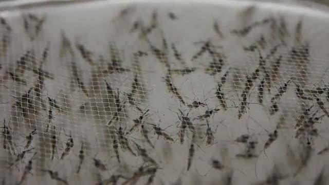 Tamed Malaria Parasite Vaccine Passes Early T | EurekAlert!