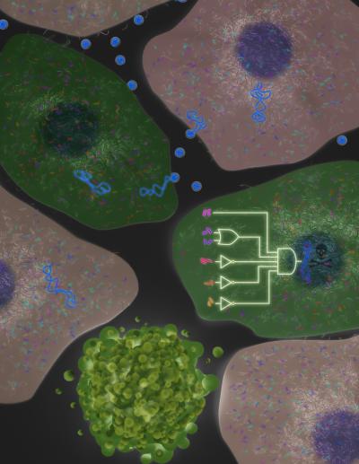 A Cancer-Sensing Self-Destruct [IMAGE] | EurekAlert! Science News Releases