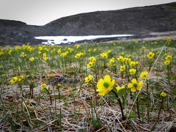 Snow Buttercup [IMAGE] | EurekAlert! Science News Releases