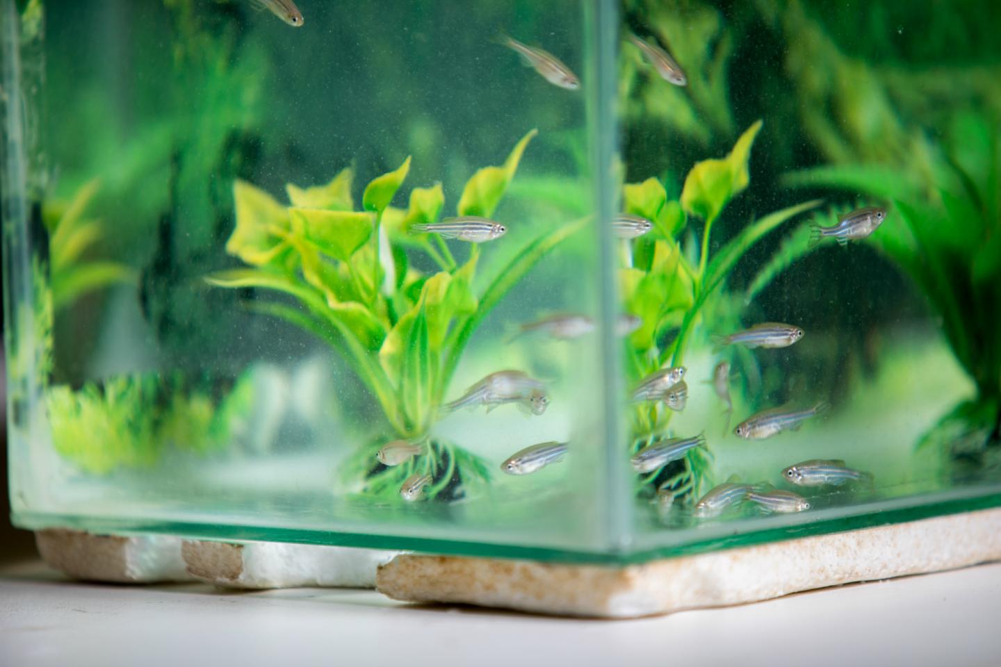 Pairing zebrafish by personality improves fit | EurekAlert!