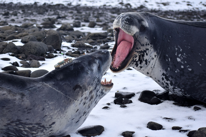 Two Leopard Seals [IMAGE] | EurekAlert! Science News Releases