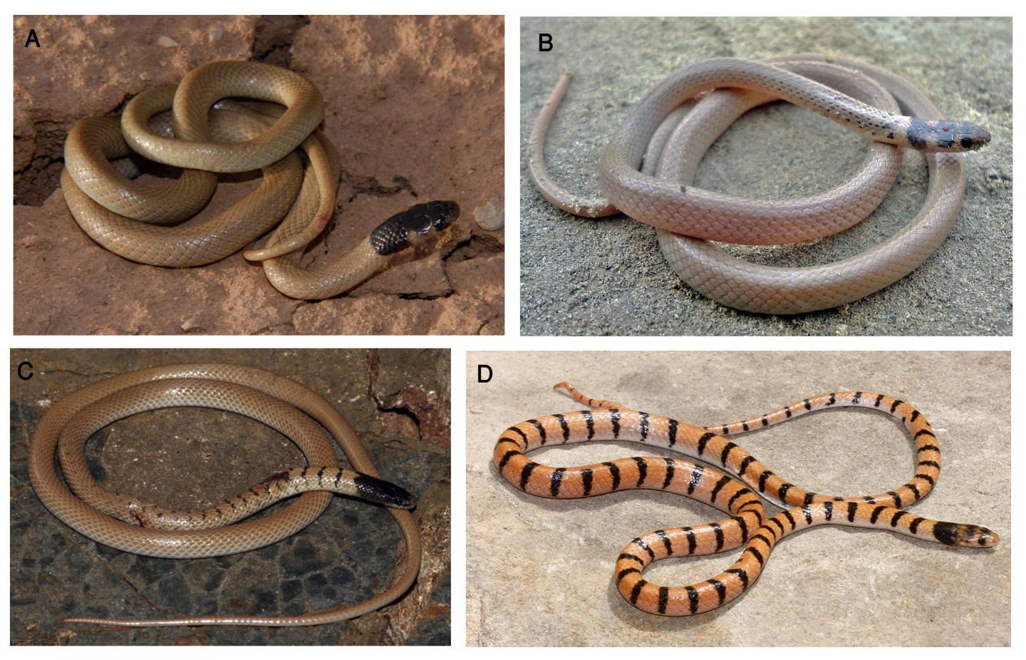Persian Dwarf Snakes [IMAGE] | EurekAlert! Science News Releases
