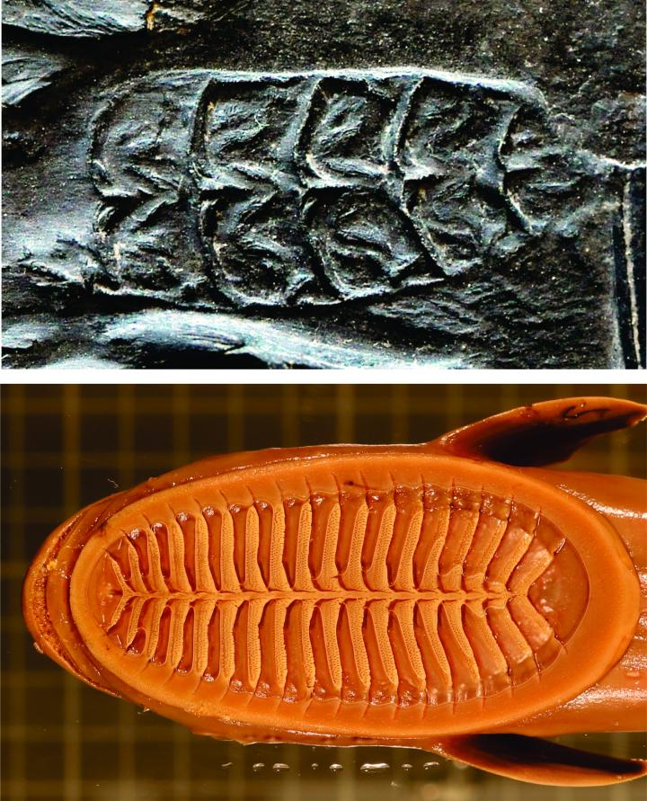 Evolution of Remora Lamellae [IMAGE] | EurekAlert! Science News Releases