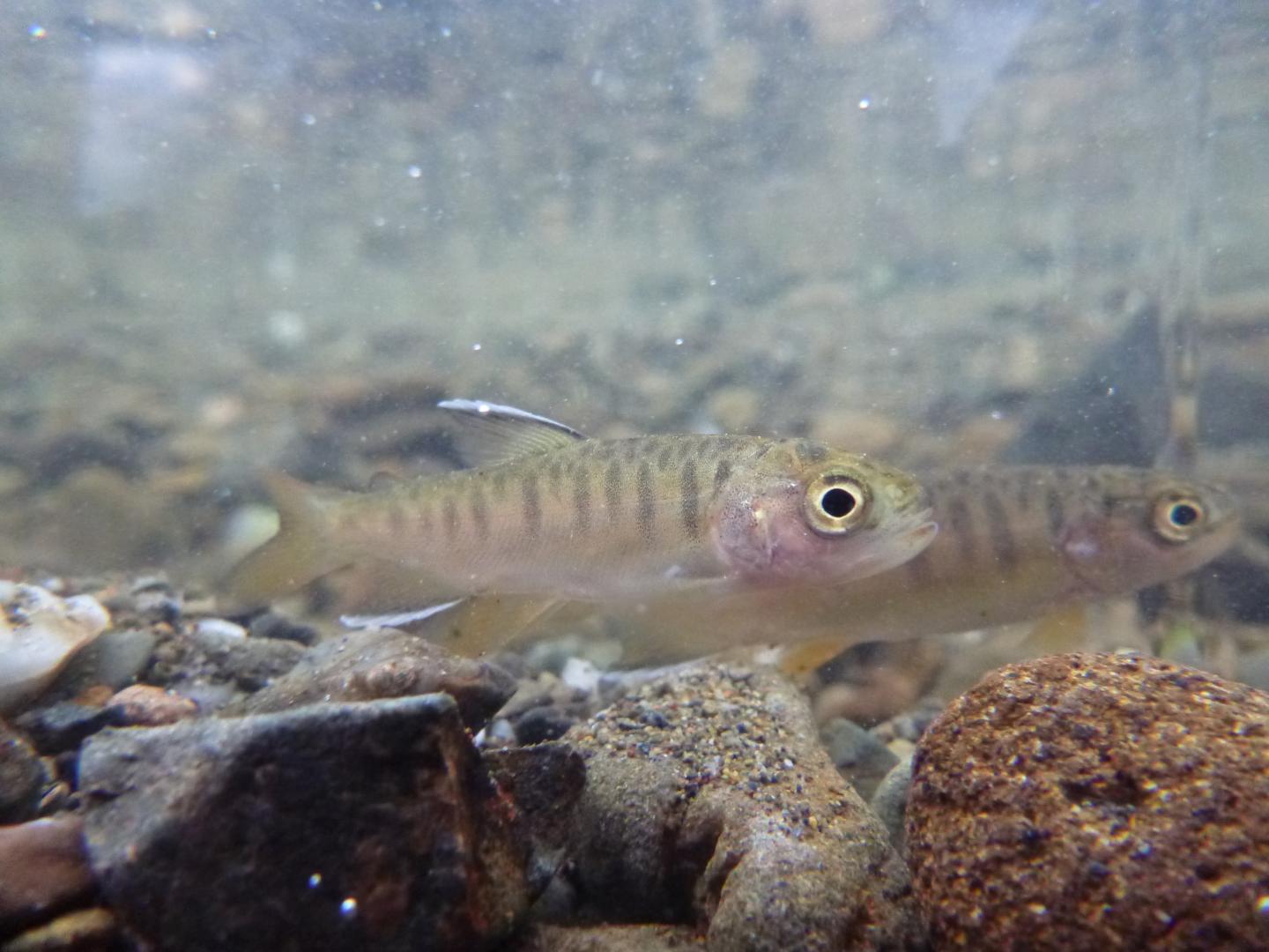 Juvenile Coho [IMAGE] | EurekAlert! Science News Releases