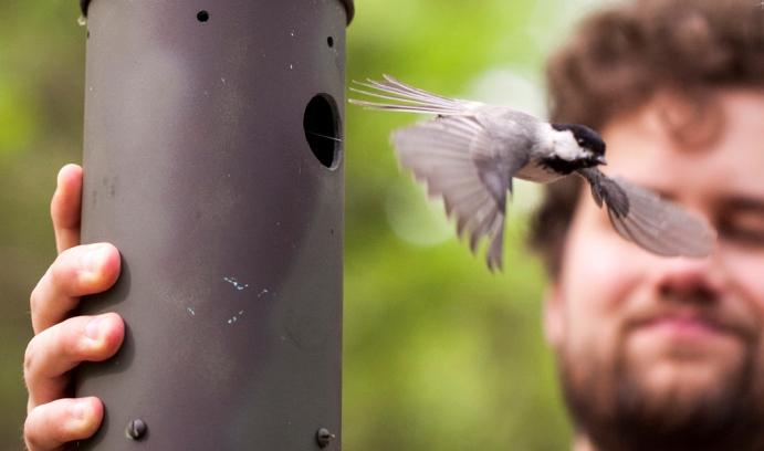 Hybrid Chickadees Studied on L [IMAGE] | EurekAlert! Science News Releases