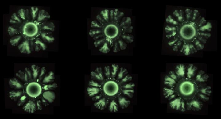 Bacteria E. coli Forming Patte [IMAGE] | EurekAlert! Science News Releases