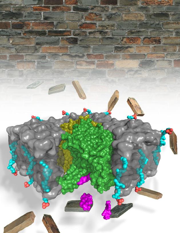 MraY Structure [IMAGE] | EurekAlert! Science News Releases