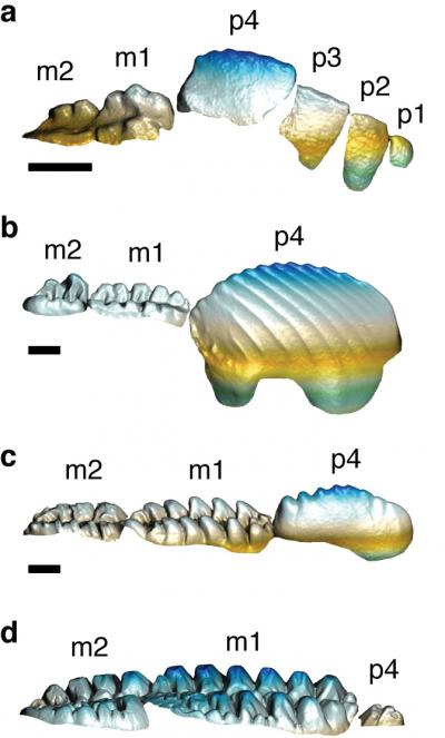 Multituberculate Teeth [IMAGE] | EurekAlert! Science News Releases