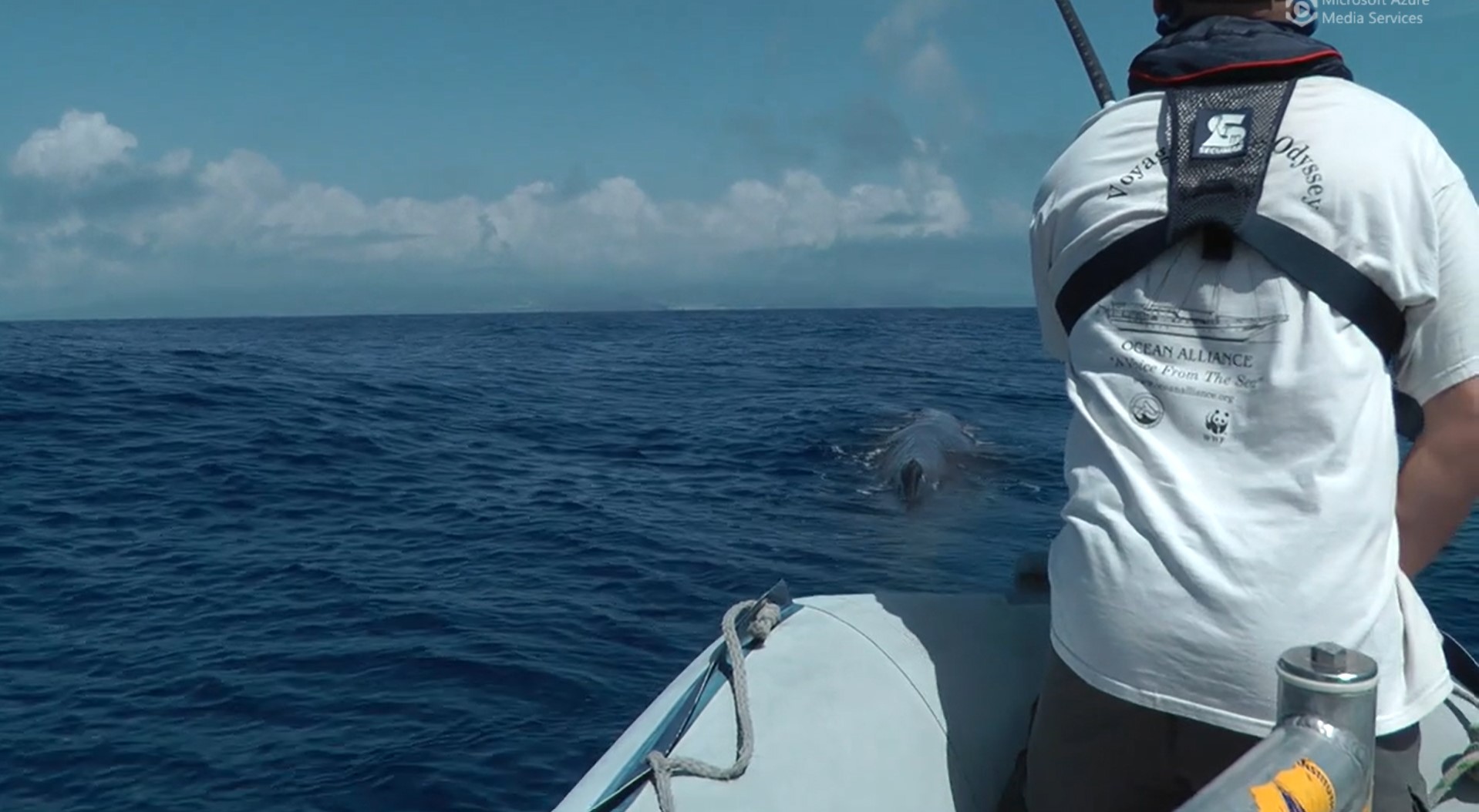 Toothed whales catch food in the deep using v | EurekAlert!