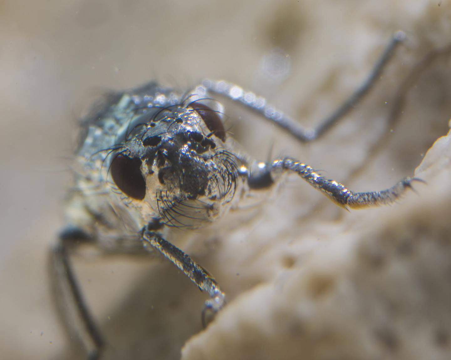 Alkali Fly (2 of 2) [IMAGE] | EurekAlert! Science News Releases