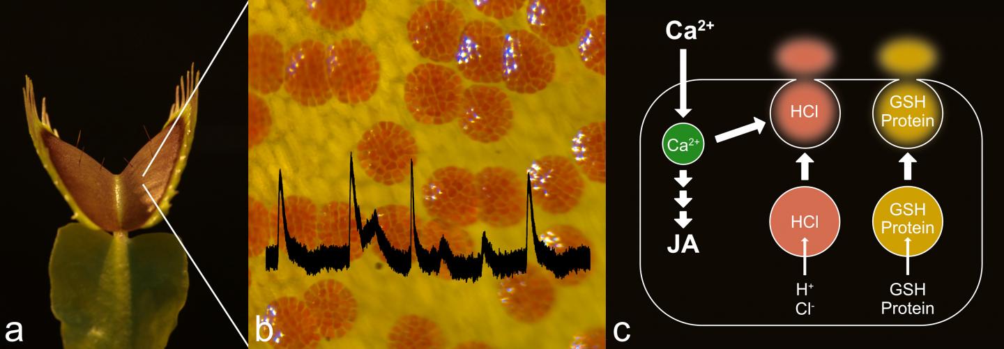How Venus flytrap triggers digestion | EurekAlert!