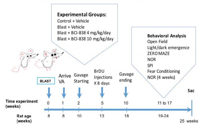 Drug improves PTSD traits in rat model of exp | EurekAlert!