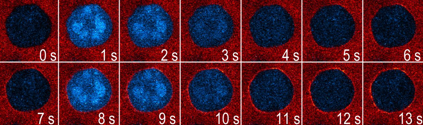 How Waves of Calcium Permit Pl [IMAGE] | EurekAlert! Science News Releases