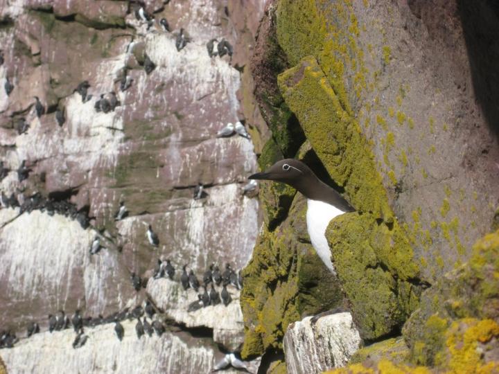 Nesting Common Murre [IMAGE] | EurekAlert! Science News Releases