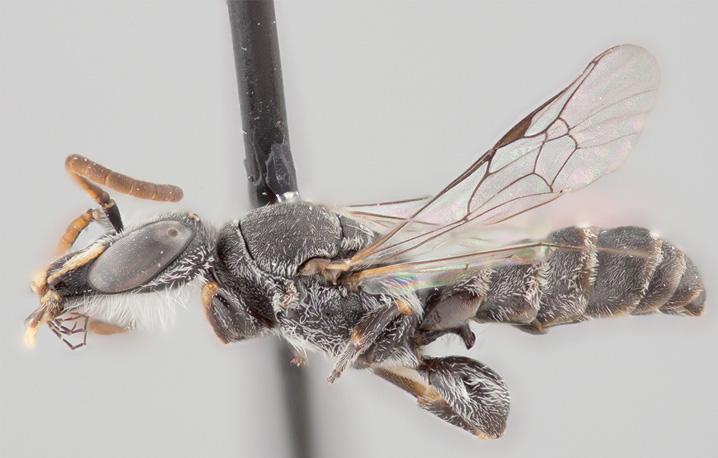 Chilicola charizard P [IMAGE] | EurekAlert! Science News Releases