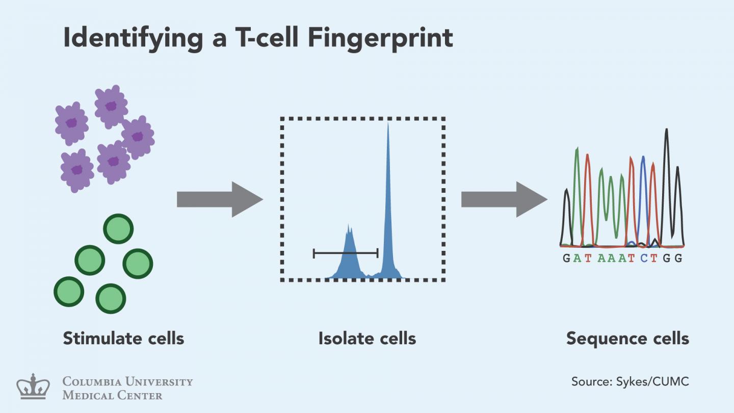 Identifying a T-cell Fingerpri [IMAGE] | EurekAlert! Science News Releases