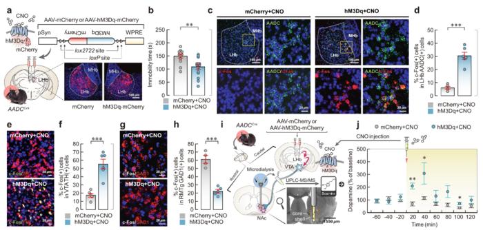 Fig. 2: Chemogenetic stimulati [IMAGE] | EurekAlert! Science News Releases
