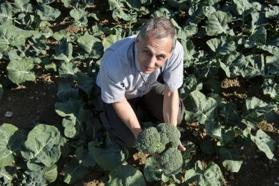 Reliably higher levels of healthy compound in | EurekAlert!