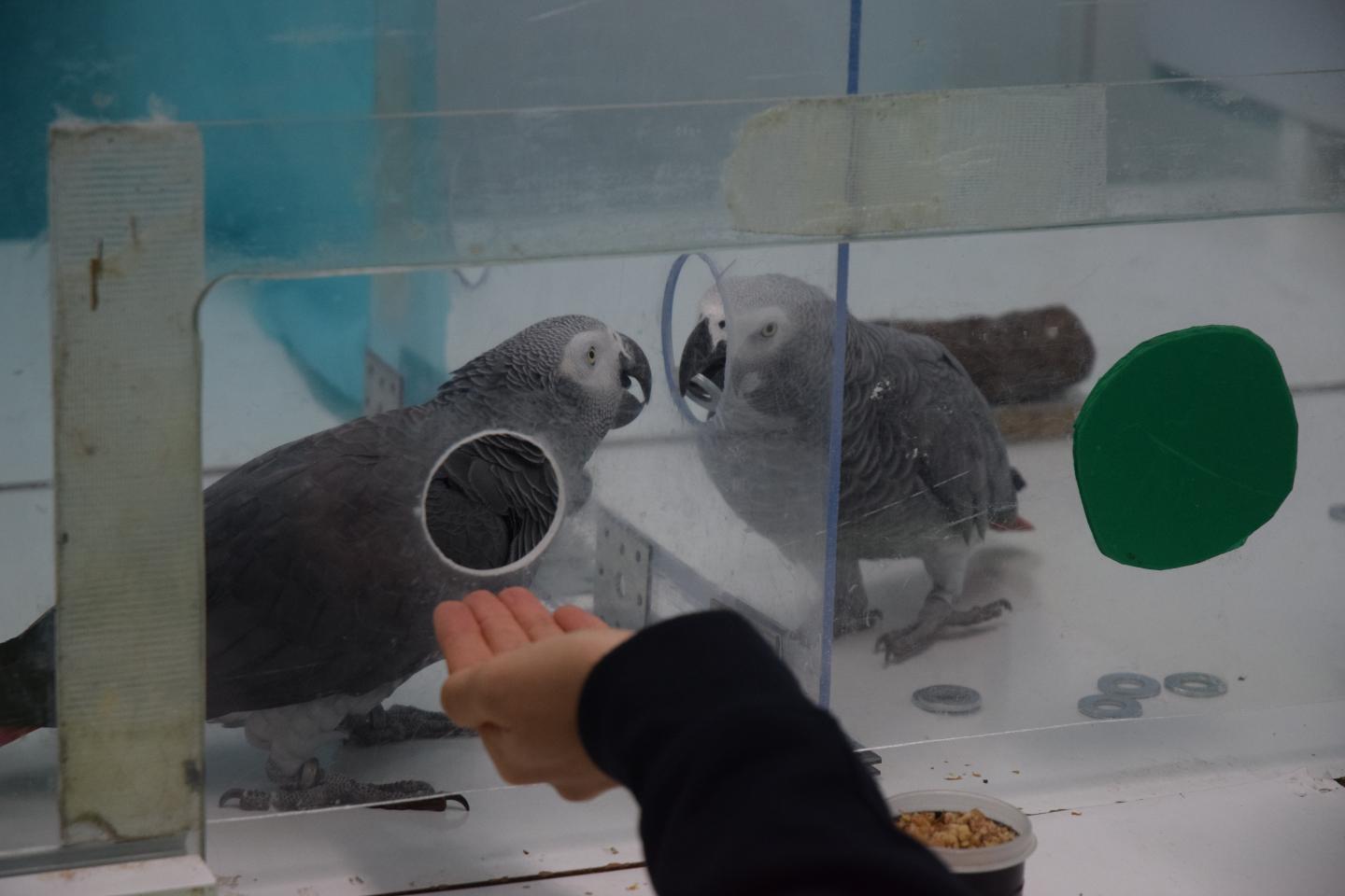 Parrots Help Each Other [IMAGE] | EurekAlert! Science News Releases