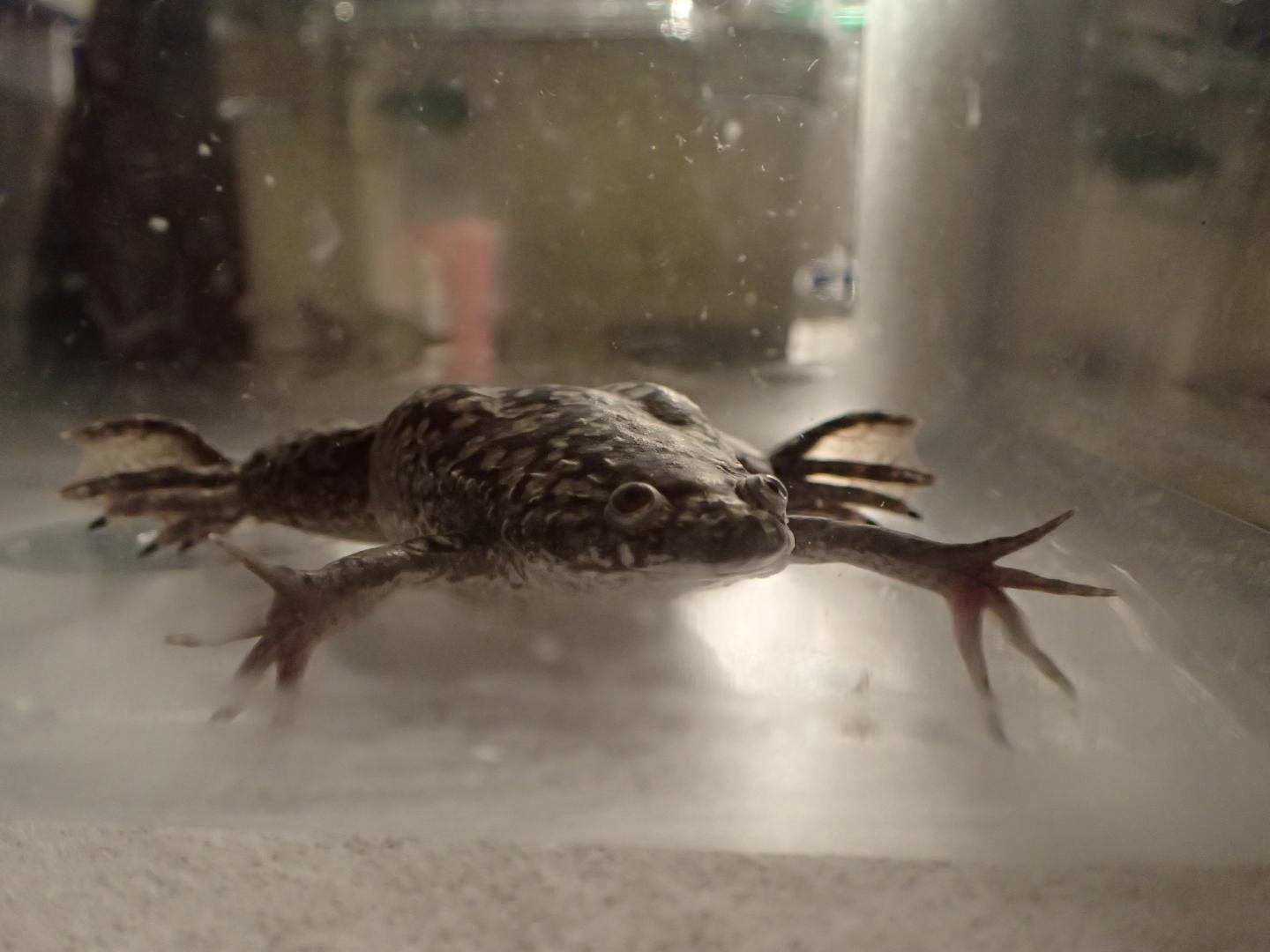 Xenopus in Tank [IMAGE] | EurekAlert! Science News Releases